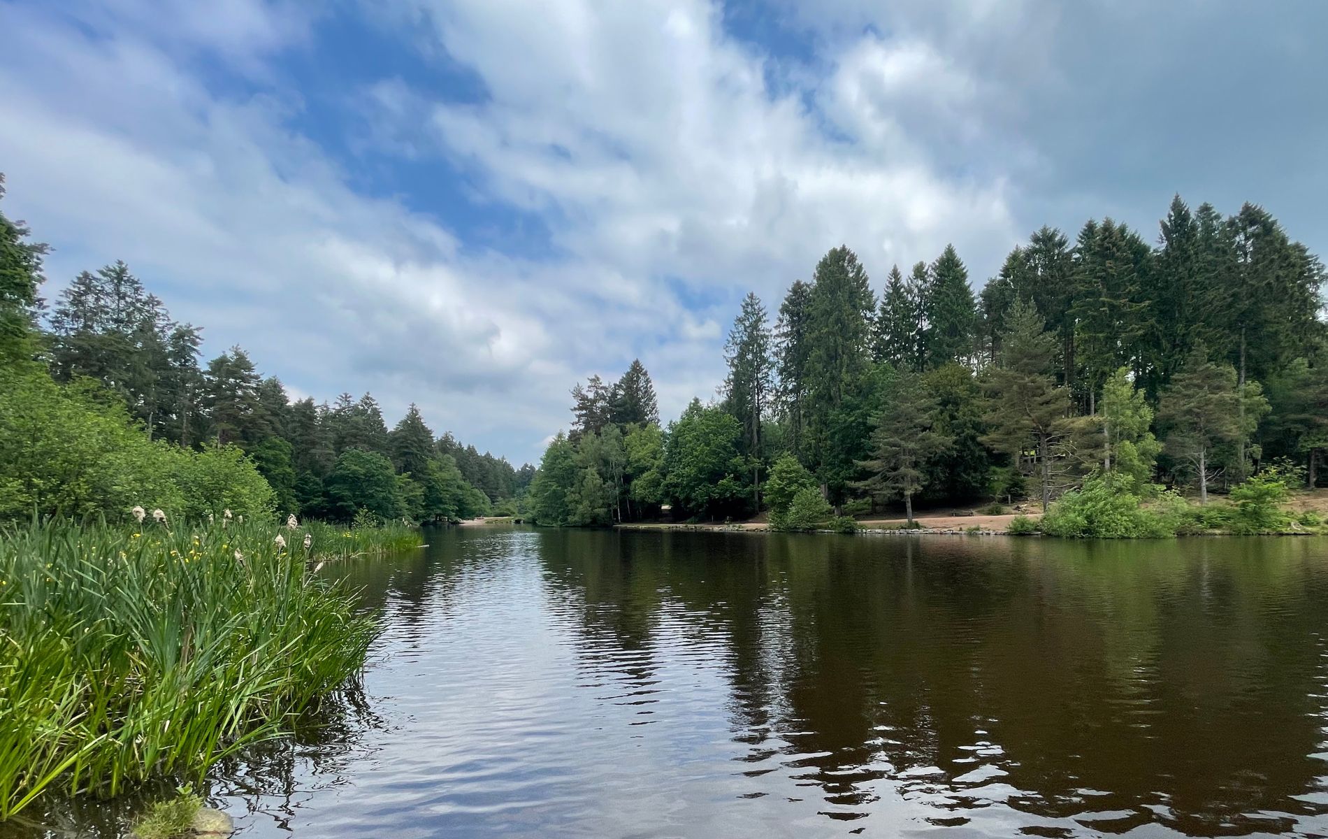 Living in the Forest of Dean: An Idyllic Escape to Nature